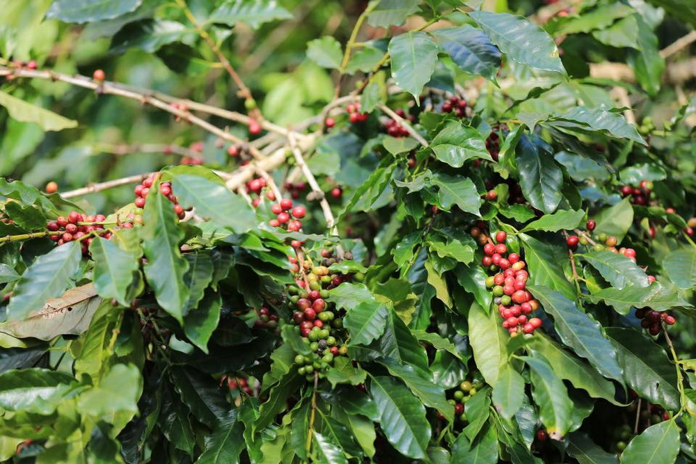 Khun Chang Khian one of well-known natural attraction in Chiang Mai