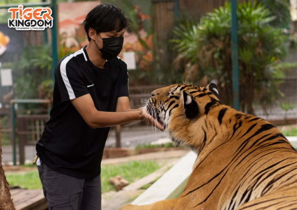 Tiger Kingdom : A Must-Visit Attraction in Chiang Mai