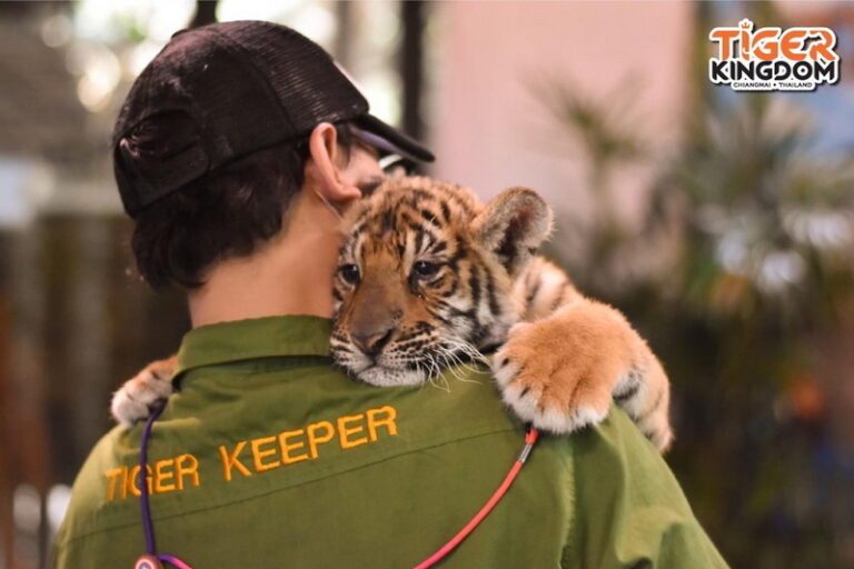 Tiger Kingdom : A Must-Visit Attraction in Chiang Mai