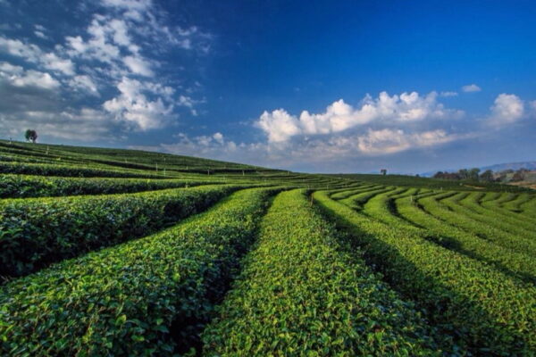 Choui Fong Tea Plantation: Scenic Views and Dining