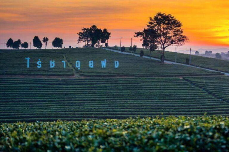 Choui Fong Tea Plantation: Scenic Views and Dining